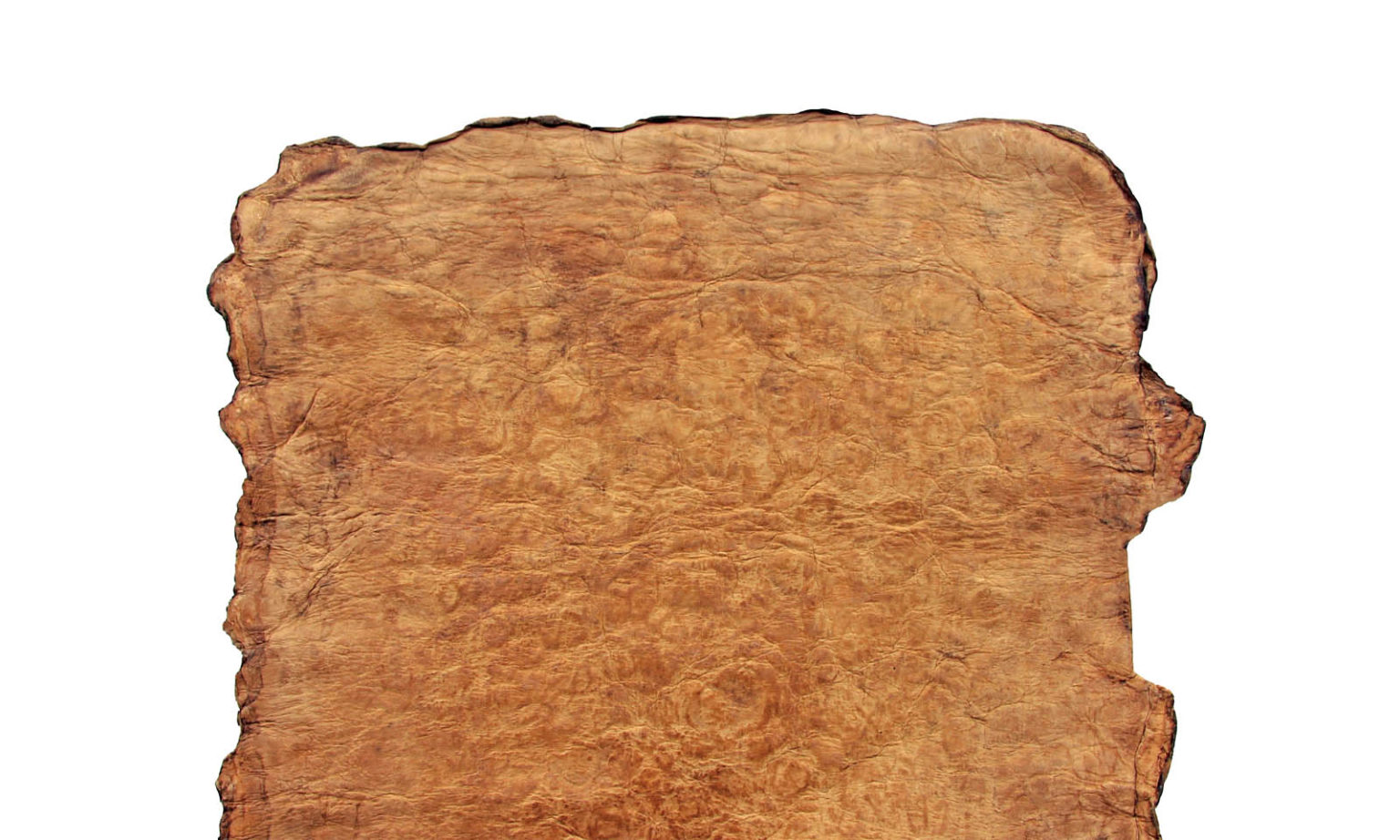 ECCO Leather and Ecovative partner to pursue new mycelium materials ...