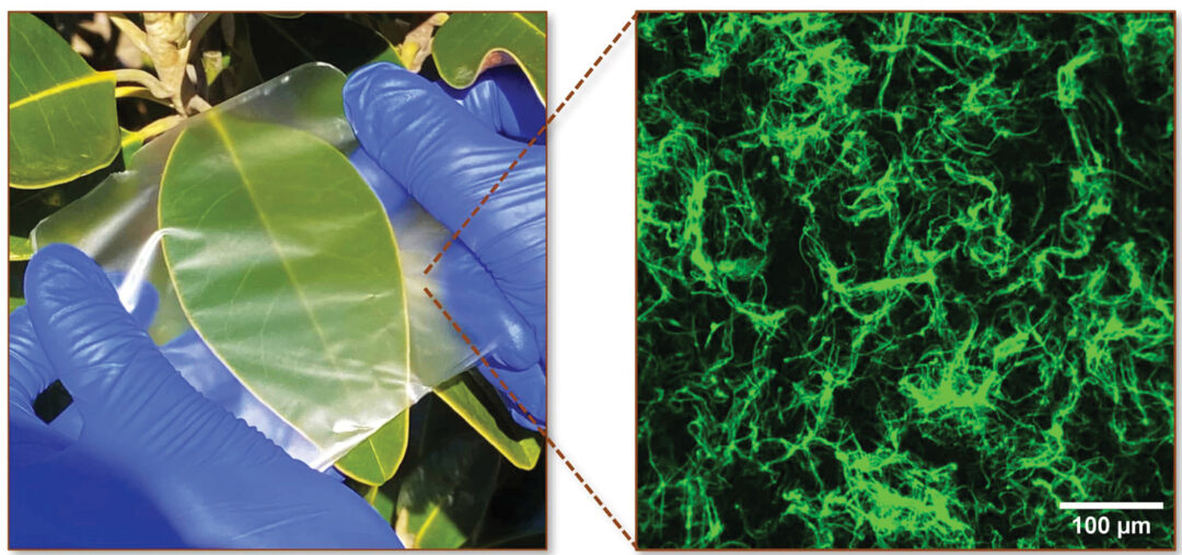 Researchers create biopolymer film - Specialty Fabrics Review